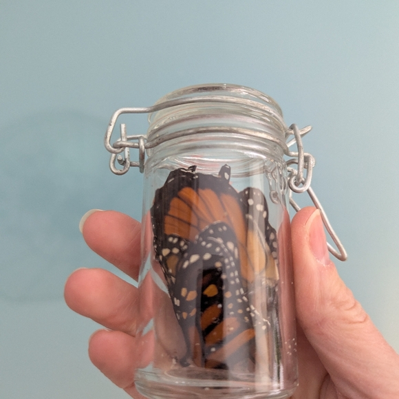 Accents | Monarch Butterfly Oddity Glass Jar With Preserved Butterflies ...